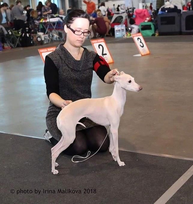 Cream Italian Greyhound