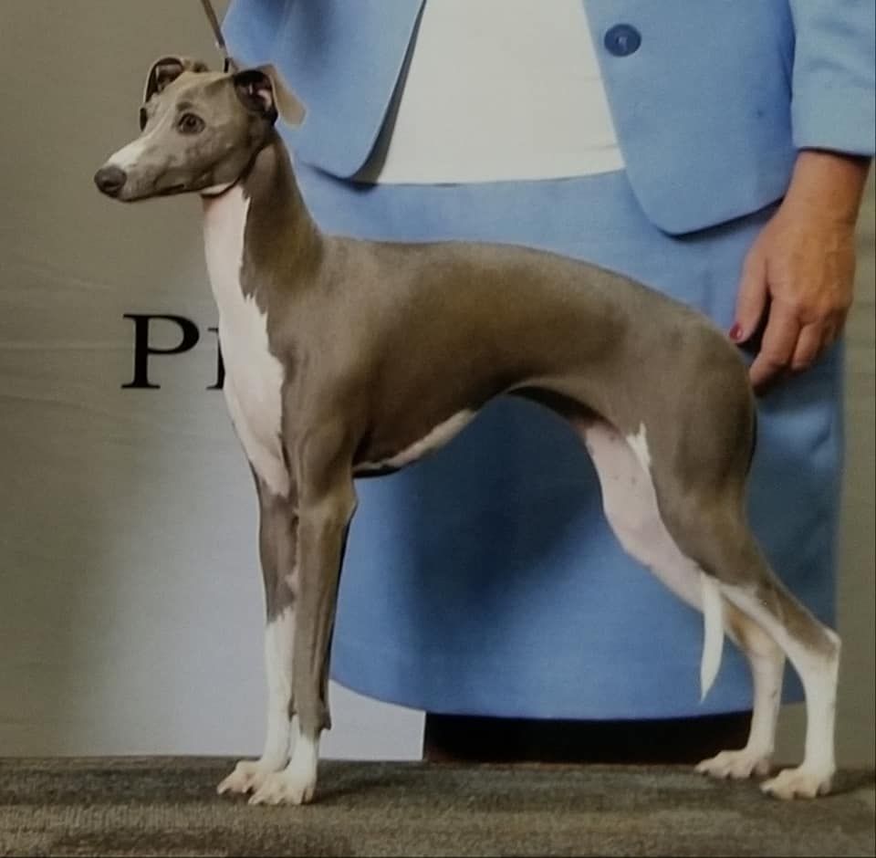 Italian Greyhound - The Breed Archive