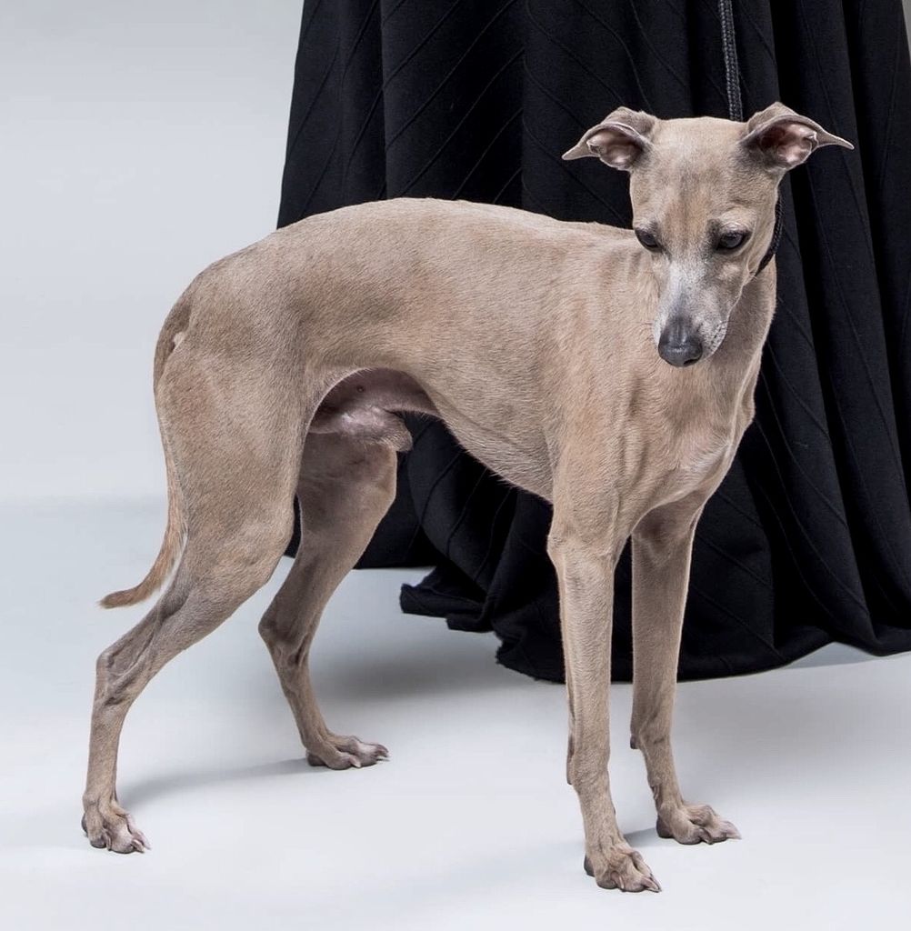 Italian Greyhound - The Breed Archive