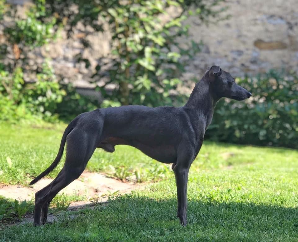 Italian Greyhound - The Breed Archive