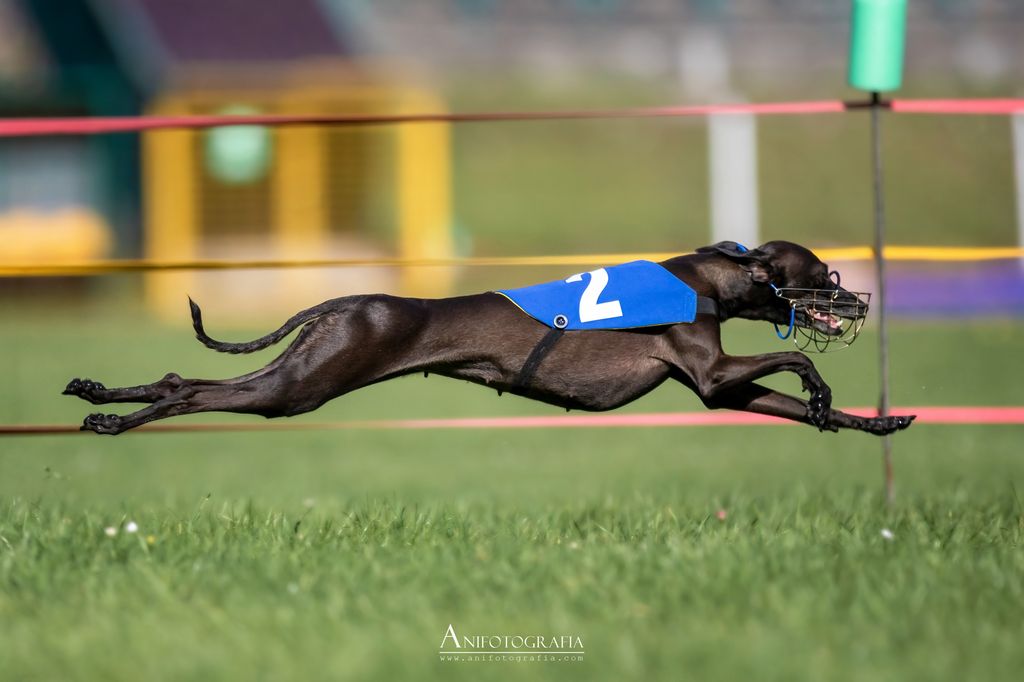 Italian Greyhound - The Breed Archive