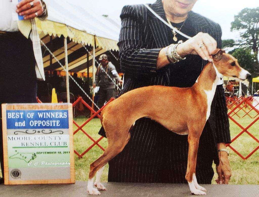 Italian Greyhound - The Breed Archive