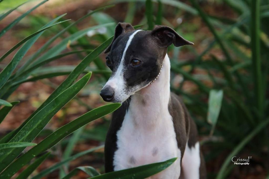 Miniature Italian Greyhound Black And White