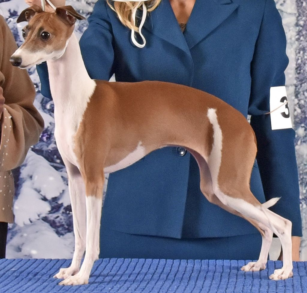 Italian Greyhound - The Breed Archive