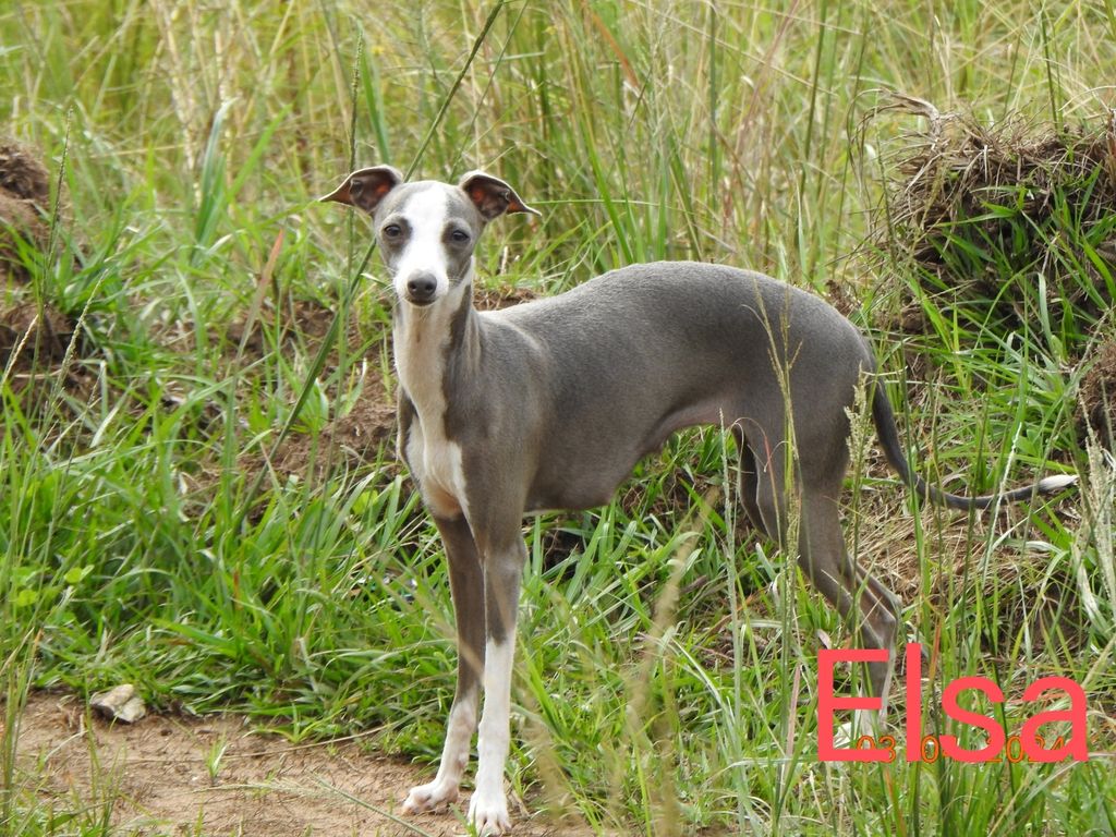 Italian Greyhound - The Breed Archive