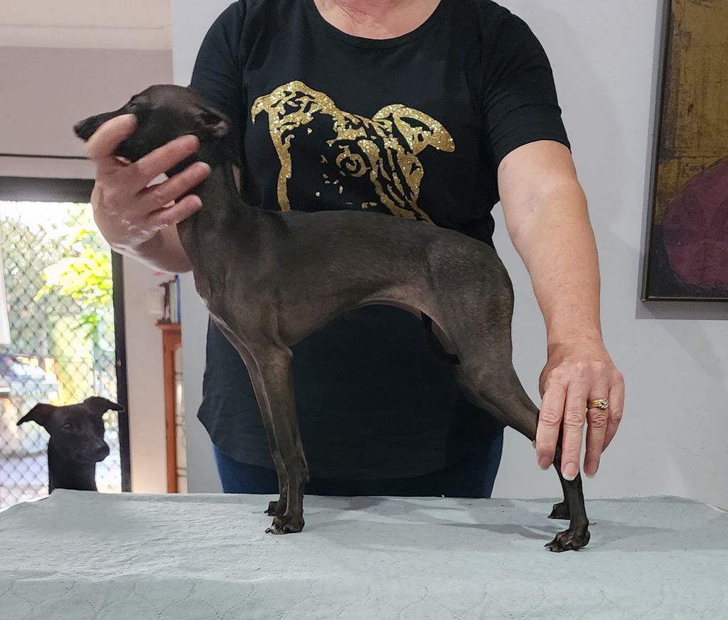 Italian Greyhound - The Breed Archive