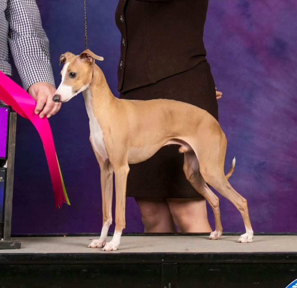Italian Greyhound - The Breed Archive