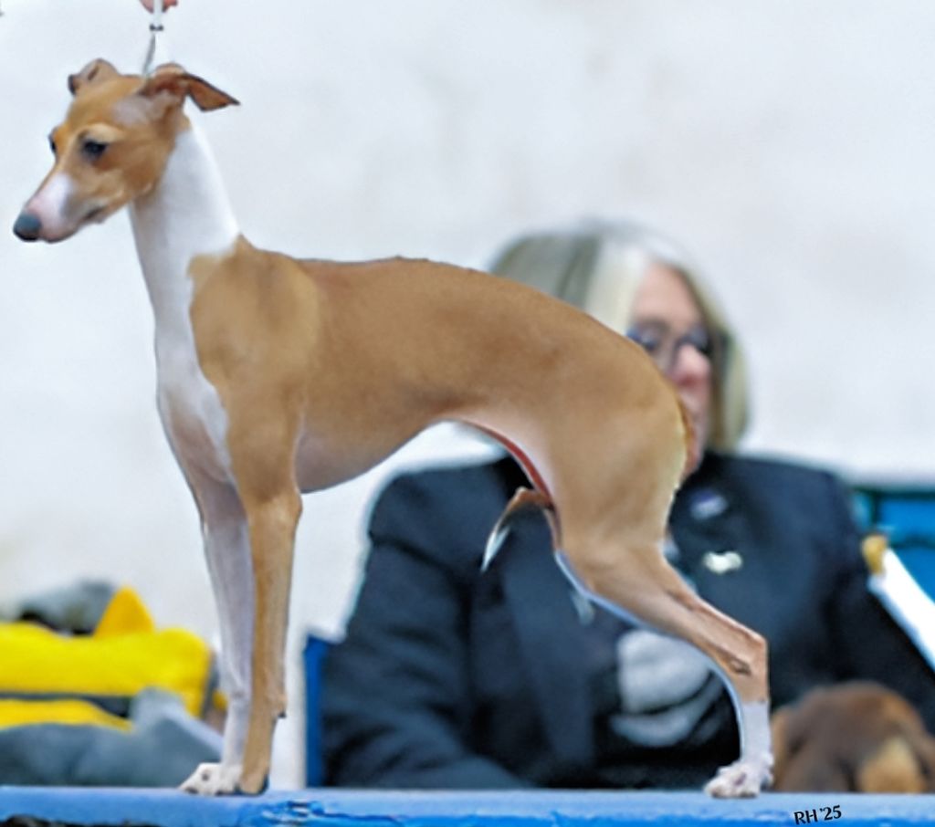 Italian Greyhound - The Breed Archive