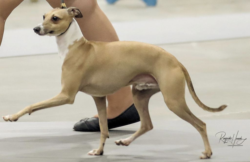 Italian Greyhound - The Breed Archive