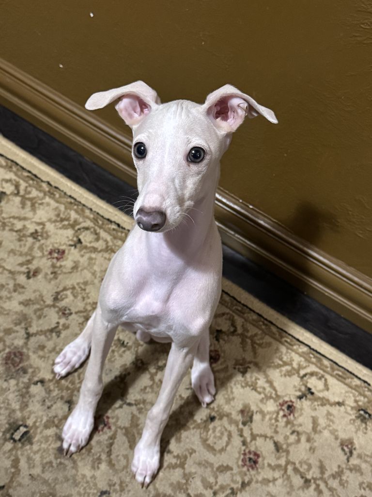 Italian Greyhound - The Breed Archive