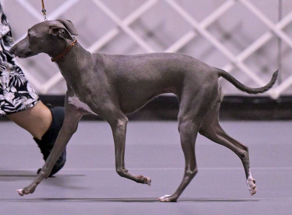 Italian Greyhound - The Breed Archive