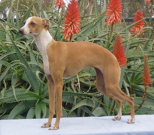 Italian Greyhound - The Breed Archive