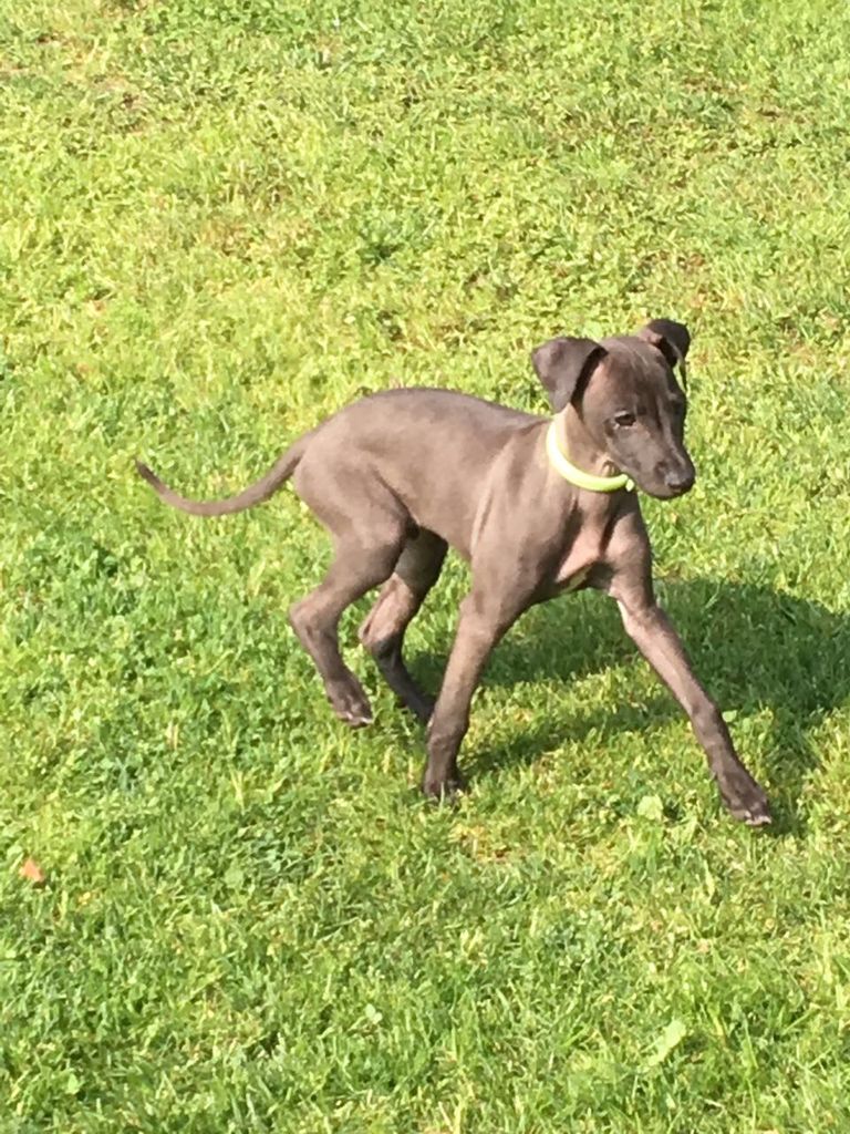 Italian Greyhound - The Breed Archive