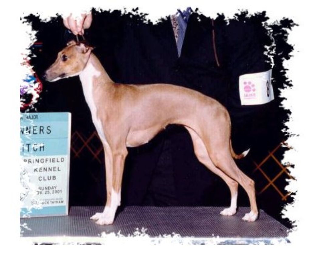 Italian Greyhound - The Breed Archive