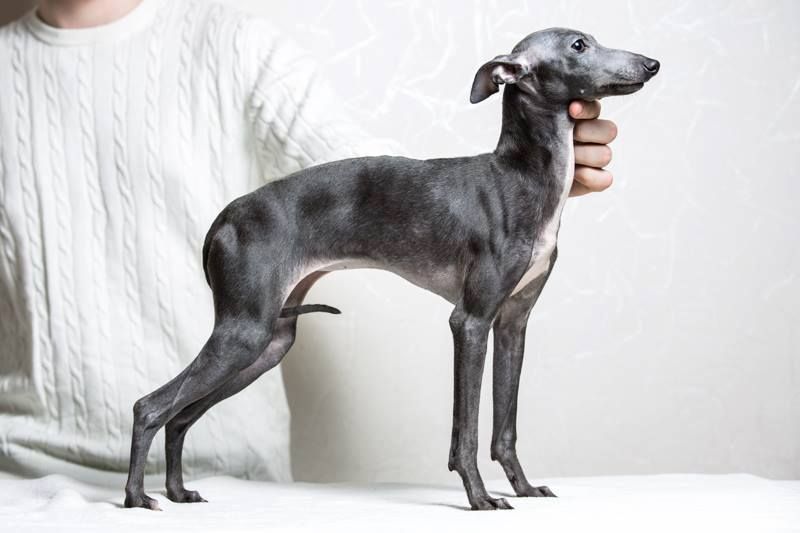 Italian Greyhound - The Breed Archive
